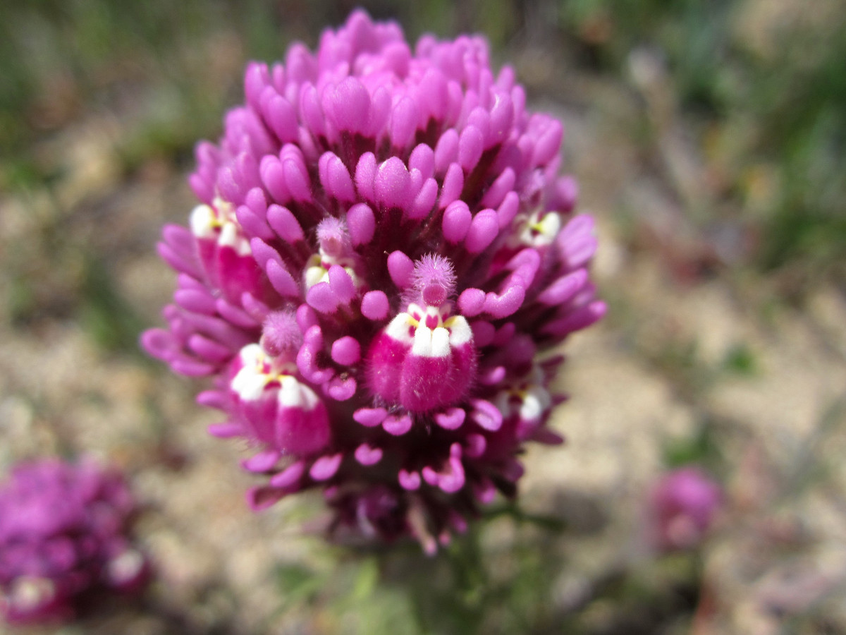 Rocky Ridge & Doud Peak – Leor Pantilat's Adventures