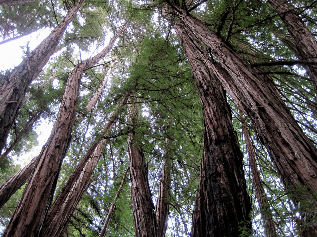 Marcel’s Forest – Nisene Marks State Park – Leor Pantilat's Adventures