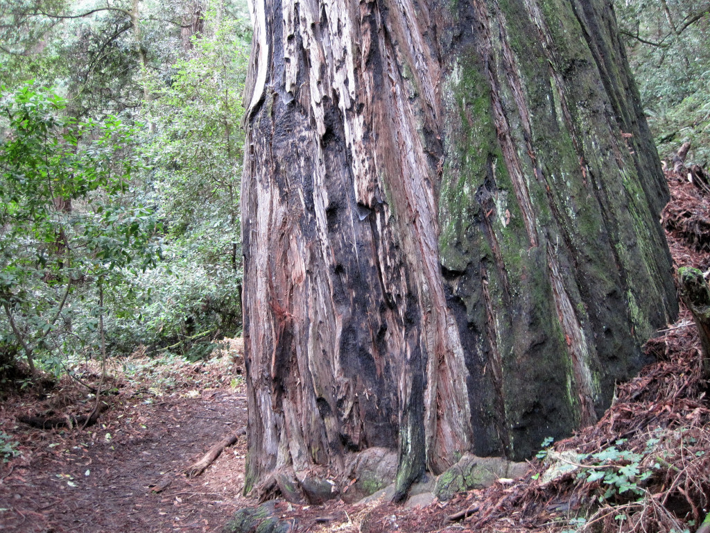 Marcel’s Forest – Nisene Marks State Park – Leor Pantilat's Adventures