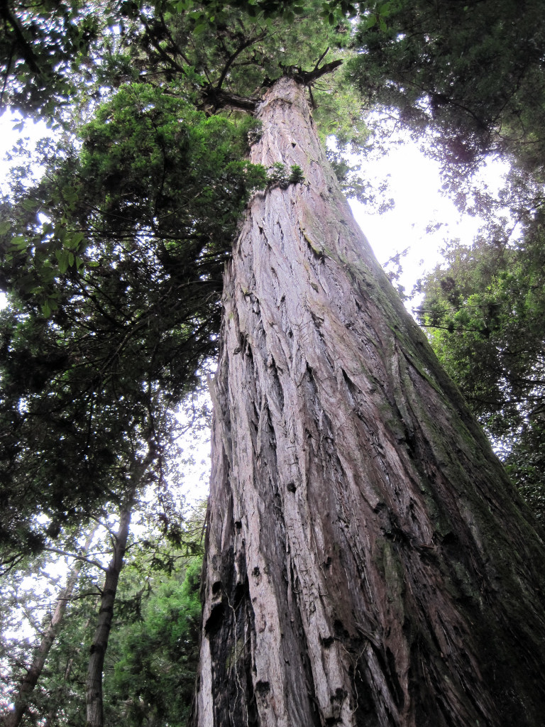 Marcel’s Forest – Nisene Marks State Park – Leor Pantilat's Adventures